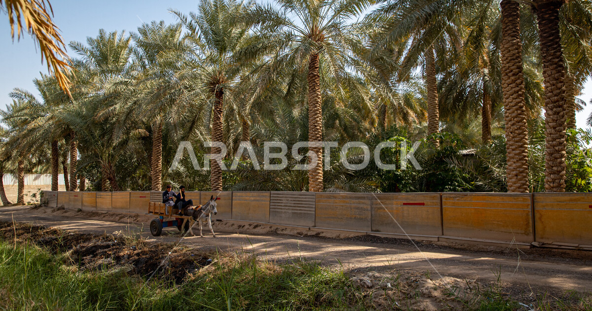 Green palm farms in the Kingdom of Saudi Arabia, a nature reserve for ...