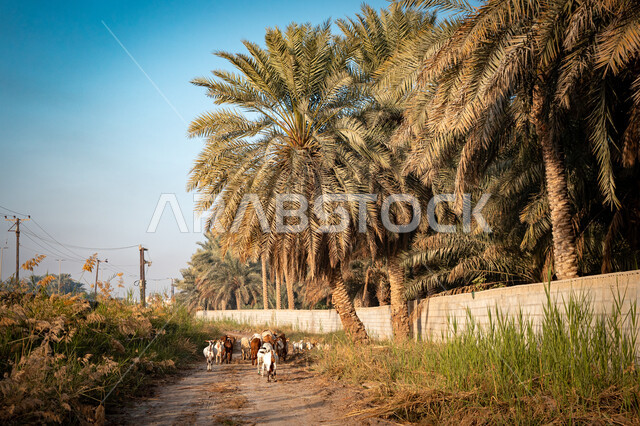 Green palm farms in the Kingdom of Saudi Arabia, a nature reserve for ...