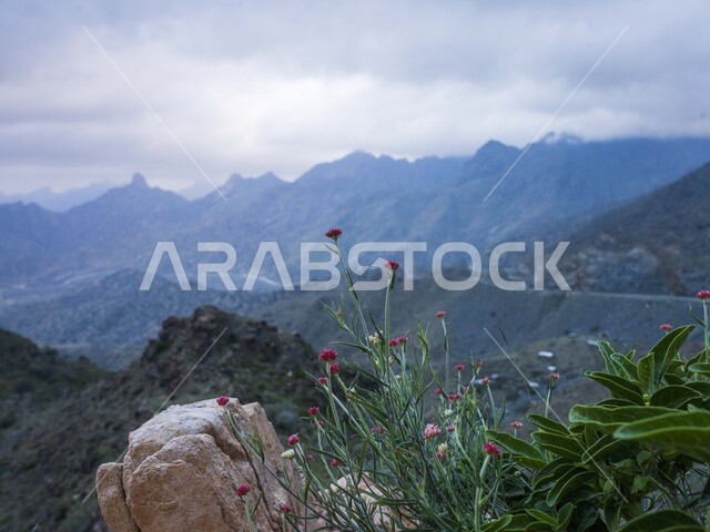 Green natural plants and trees, Taif Mountains wallpaper in Saudi ...