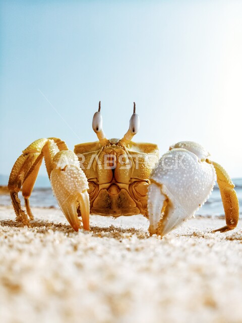 Close-up of horned crab, crab, seashore, crustacean - Photo