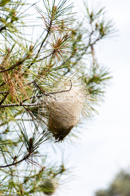 Green trees and plants, pine trees, tree branches, green nature, pine ...
