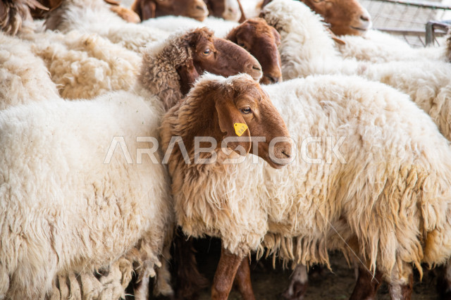 Sheep animals in the Kingdom’s farms, sheep and sheep market, sheep ...
