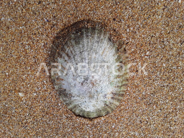 Top view of jellyfish on the seashore, aquatic animal, seashore sand ...
