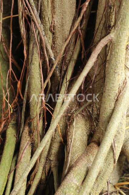 Close-up of tree roots, tree branches, natural plants, tree roots and ...