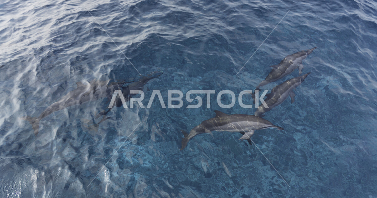A group of dolphins in the sea, a water pond, marine animals, dolphin ...