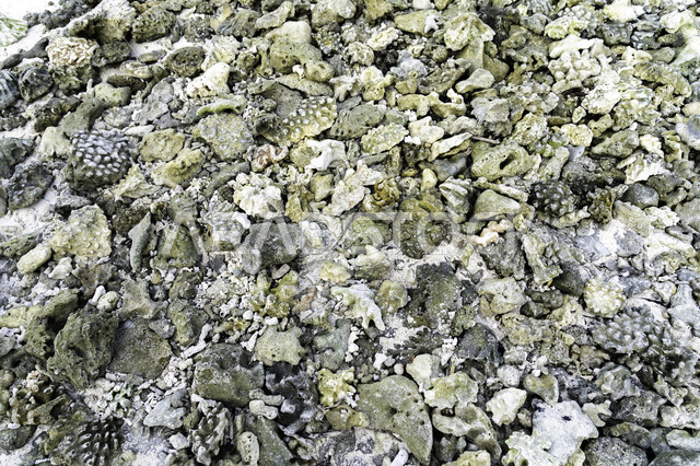 Close-up of coral stones, white pebbles, seashore reefs, coral reefs ...