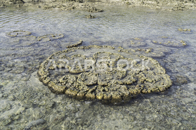 Close-up of coral stones, white pebbles, seashore reefs, coral reefs ...