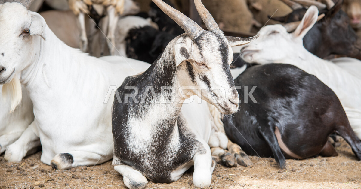 Goats in the Kingdom's farms, sheep and sheep market, sheep, and ...
