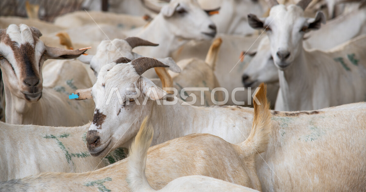Goats in the Kingdom's farms, sheep and sheep market, sheep, and ...