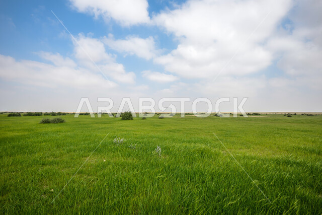Green farms in northern Qatar, herbal plants, stunning landscapes ...