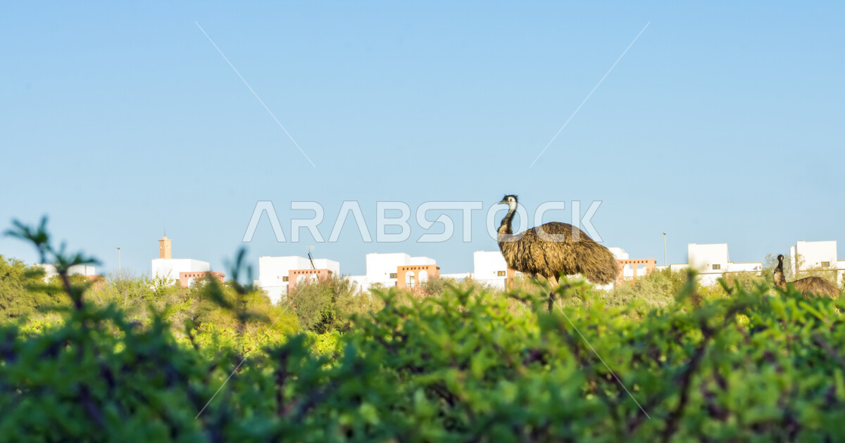 Emu bird on an emu breeding farm, nature reserve, pet bird breeding ...