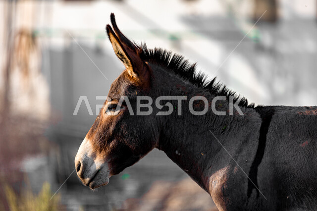 Close-up of donkey, brown donkey, mule, wild animal, nature reserve - Photo
