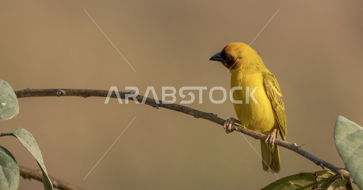Close-up of a weaver on a tree branch, nature background, nature ...