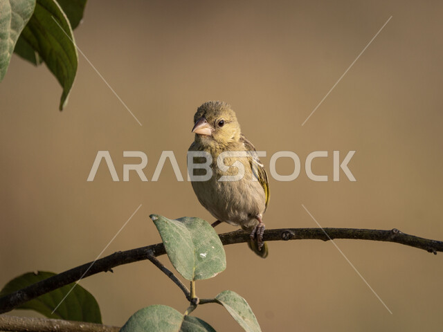 Close-up of a weaver on a tree branch, nature background, nature ...