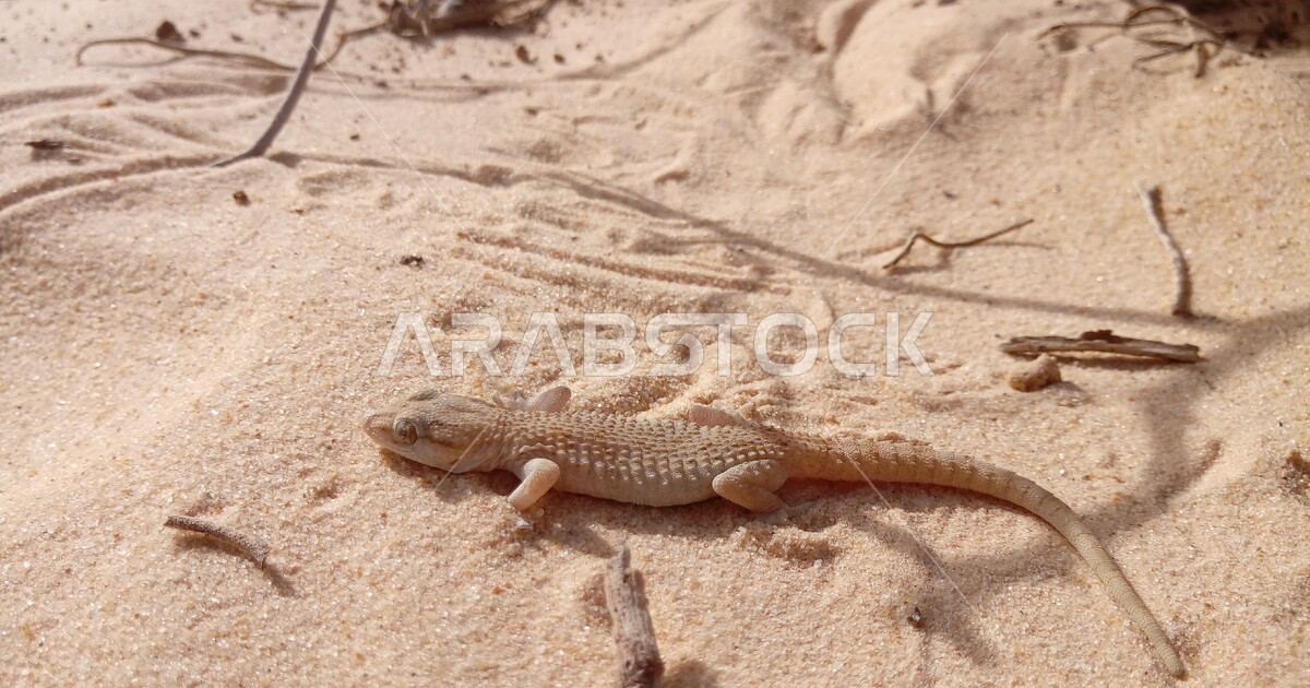 Gecko, leprosy, reptiles in the desert, animals in the Kingdom of ...