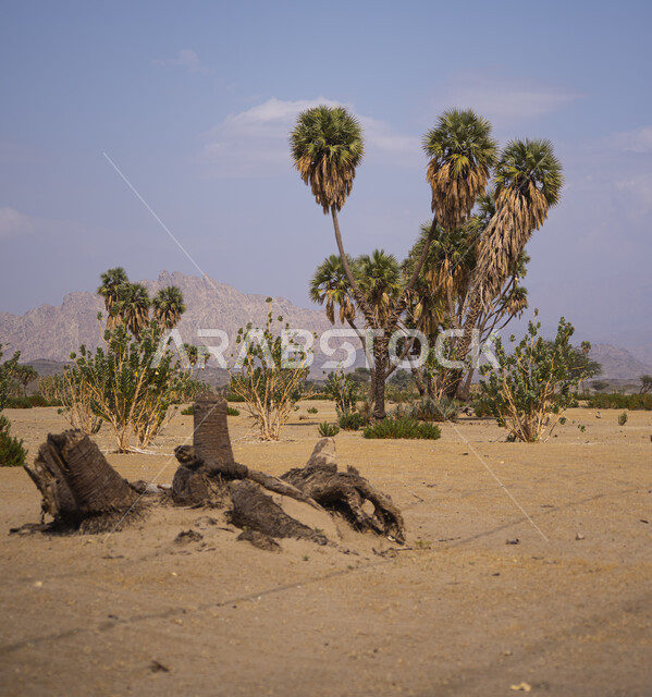nature reserve, doum palm trees, nature wallpaper, natural plants and ...