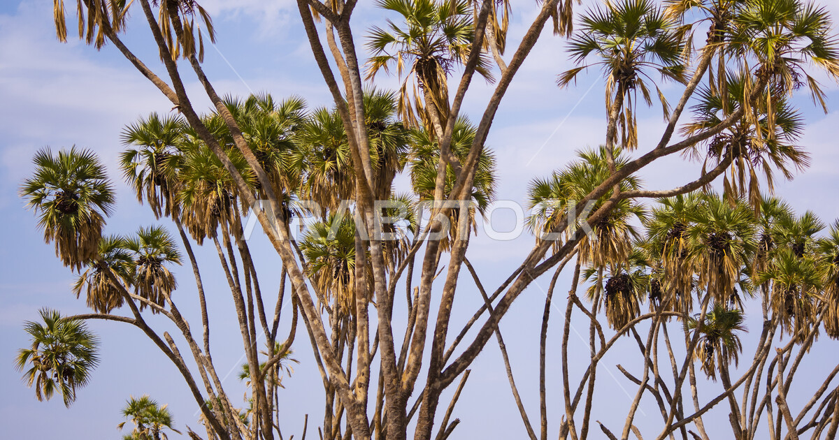 nature reserve, doum palm trees, nature wallpaper, natural plants and ...