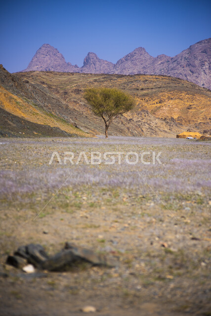 Mountains and highlands in desert areas, tree in the middle of the ...