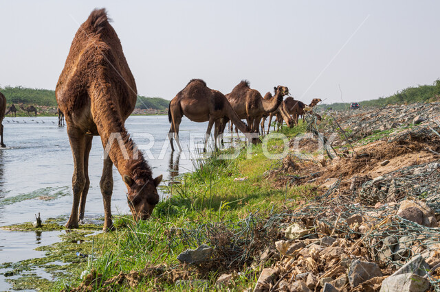 A herd of camels in the green valley of Jeddah in the Kingdom of Saudi ...
