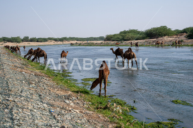 A herd of camels in the green valley of Jeddah in the Kingdom of Saudi ...
