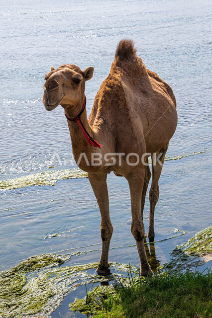 Camel in the Green Valley of Jeddah in the Kingdom of Saudi Arabia ...