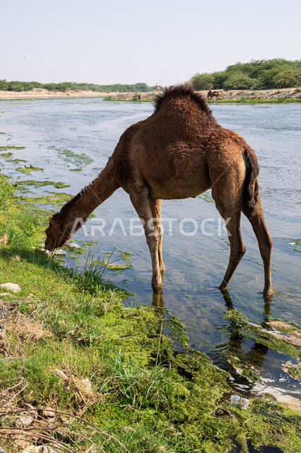 Camel in the Green Valley of Jeddah in the Kingdom of Saudi Arabia ...