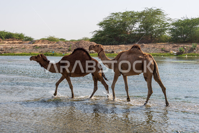 Camels and camels in the Green Valley of Jeddah in Saudi Arabia, nature ...