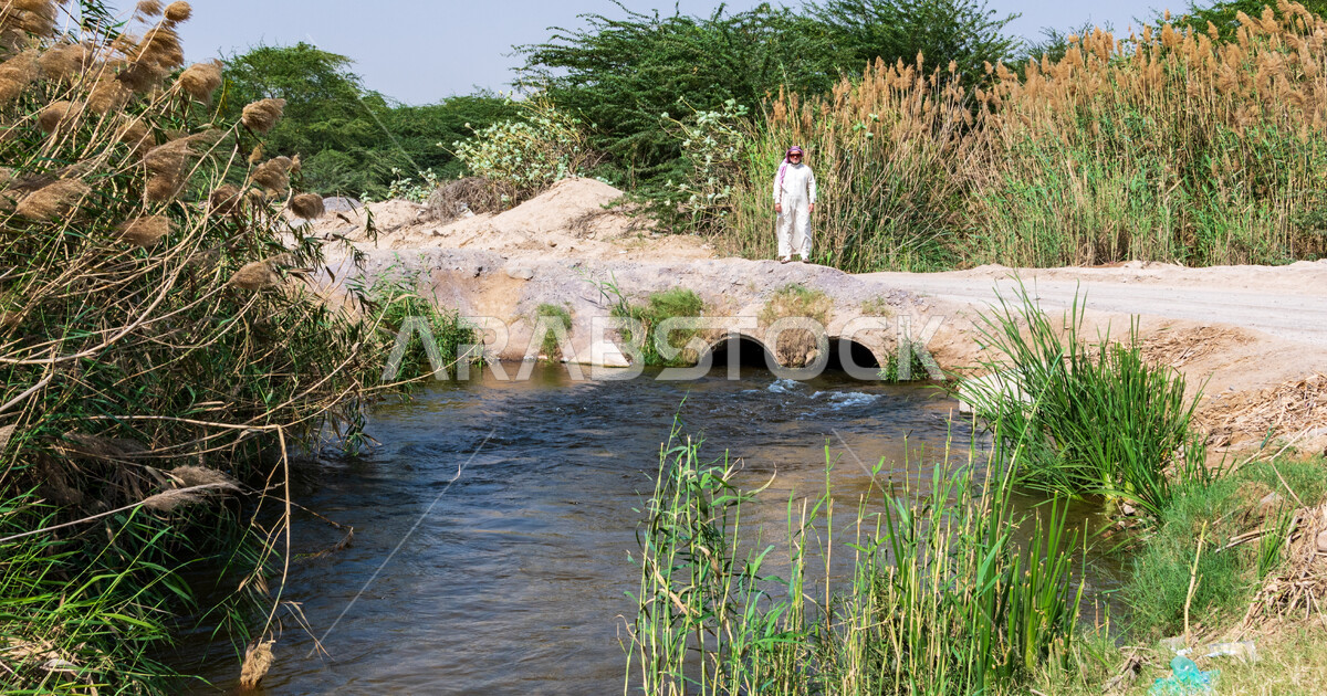 Green trees and plants in the Green Valley of Jeddah in the Kingdom of ...