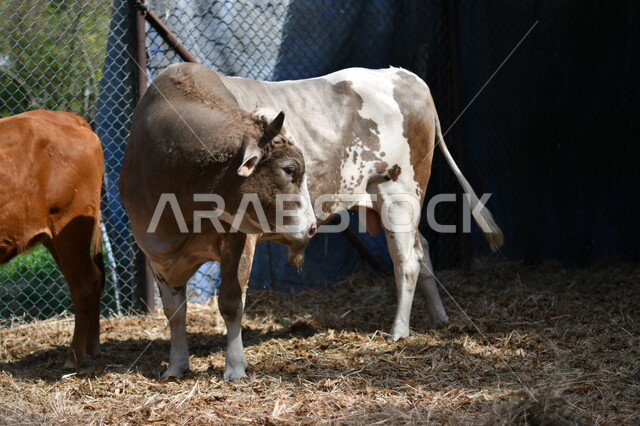 Close-up of a cow in a cow-breeding reserve, nature reserve, cow ...