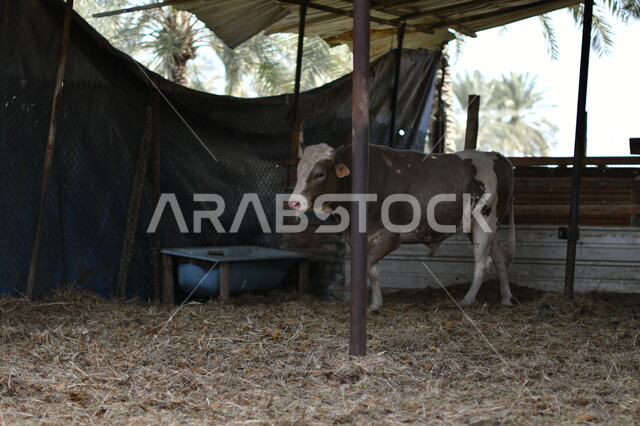 Close-up of a cow in a cow-breeding reserve, nature reserve, cow ...