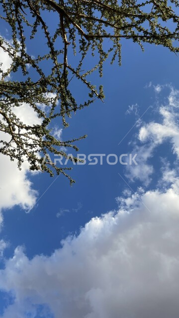 Close-up of green tree branches, white clouds in the sky, landscape ...