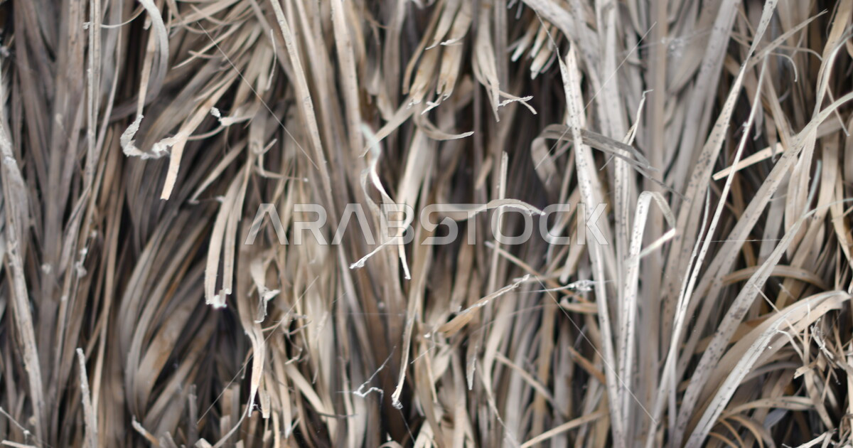 Close-up of dry palm fronds, palm plantations, wicker, dry palm trees ...
