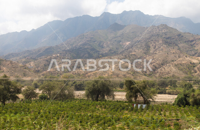 A coffee plantation in Wadi Dafa in southern Saudi Arabia, Jazan region ...