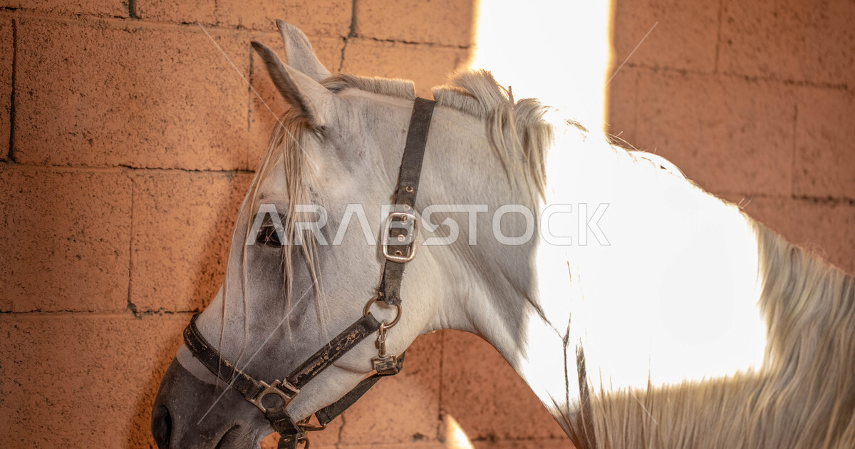 Close-up of a purebred white Arabian horse, horse stable, horse farm ...
