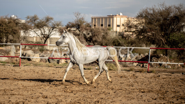 White purebred Arabian horse, horse stable, farm for breeding and ...