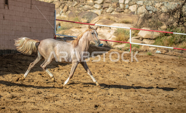 White purebred Arabian horse, horse stable, farm for breeding and ...