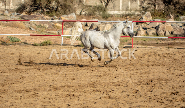 White purebred Arabian horse, horse stable, farm for breeding and ...