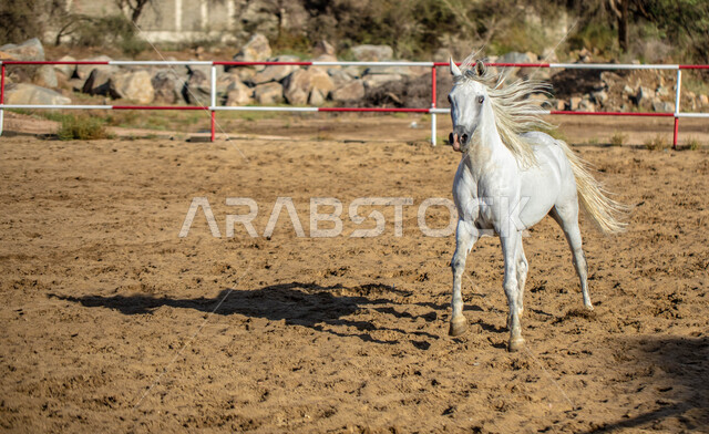 White purebred Arabian horse, horse stable, farm for breeding and ...