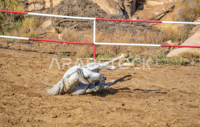 White purebred Arabian horse, horse stable, farm for breeding and ...