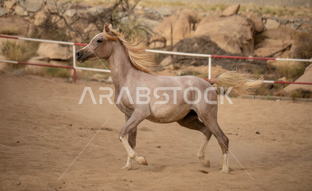 The purebred Arabian horse, the horse stable, the horse farm, the ...