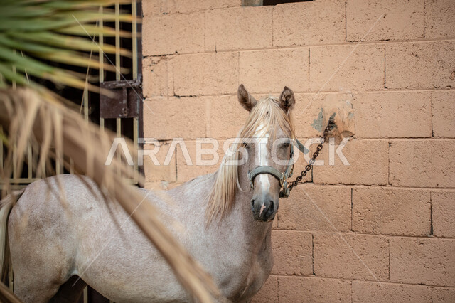 The purebred Arabian horse, the horse stable, the horse farm, the ...