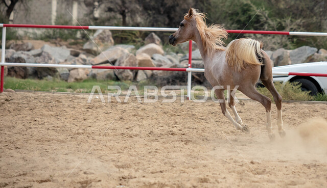 The purebred Arabian horse, the horse stable, the horse farm, the ...