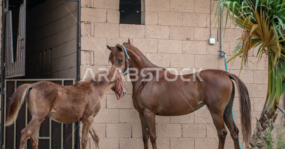 The purebred Arabian horse, the horse stable, the horse farm, the ...
