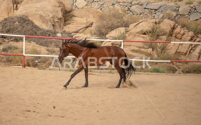 Purebred brown Arabian horse, horse stable, horse breeding and training ...