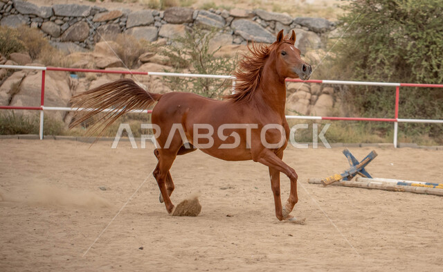 Purebred brown Arabian horse, horse stable, horse breeding and training ...