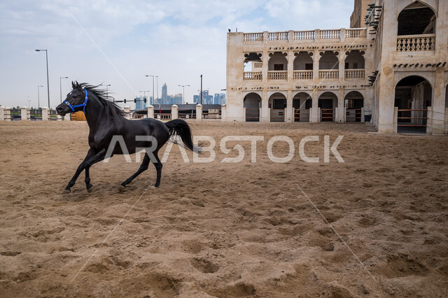 Purebred Arabian horse, horse stable, farm for breeding and training ...
