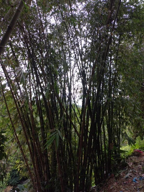 Close-up of golden bamboo, bamboo between plants, bamboo stalk ...