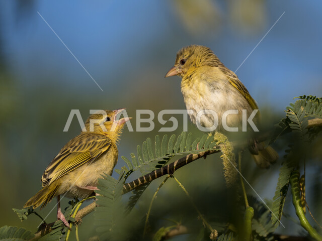 Close-up of two birds over tree branches, green trees and plants ...