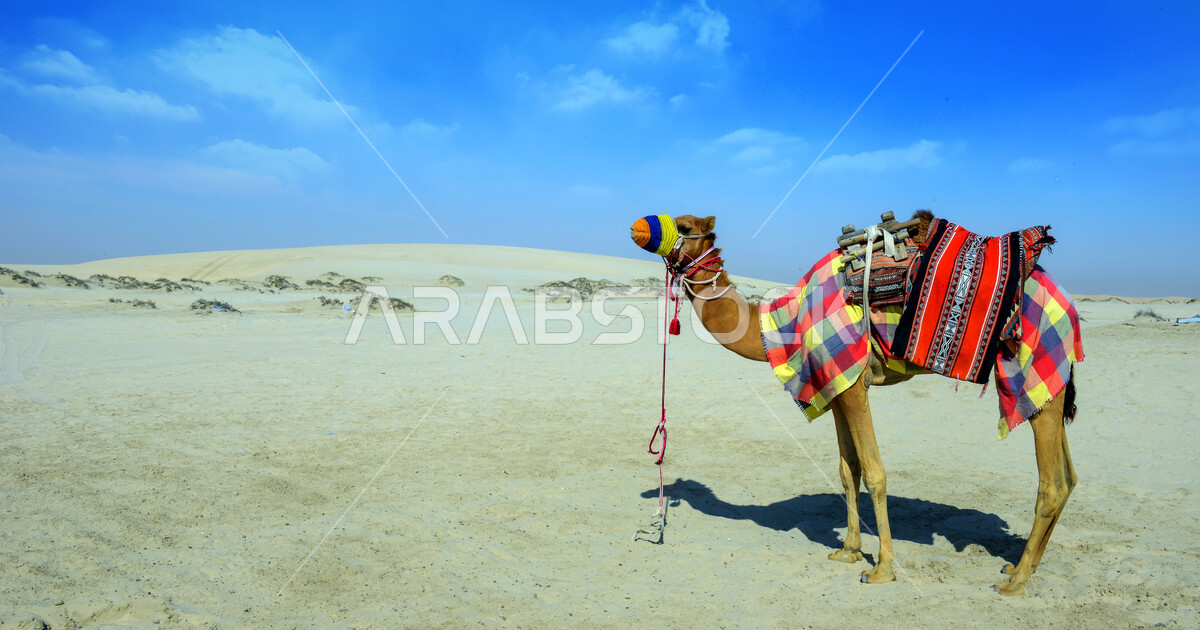 Camels and camels in a nature reserve in desert areas, camel and camel ...