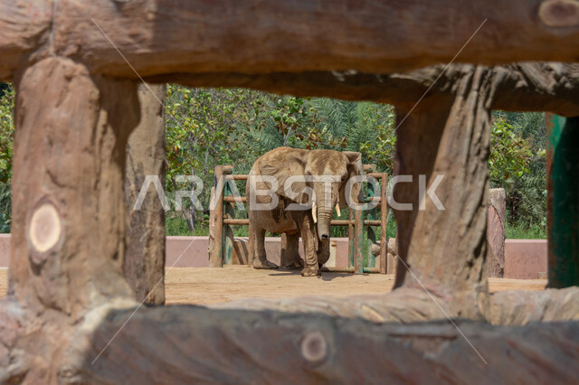 Elephant animal, wild nature, green trees and plants, wild animals ...